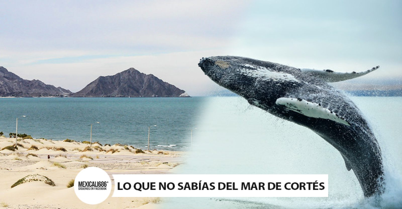 Todo lo que no sabías del Golfo de California