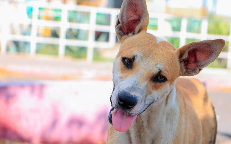 CEMCA contará con 4 unidades nuevas para control animal